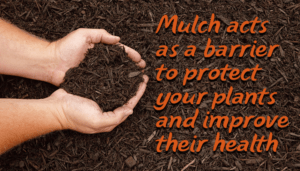 The Ultimate Guide to Mulching & Why Your Garden Loves It!