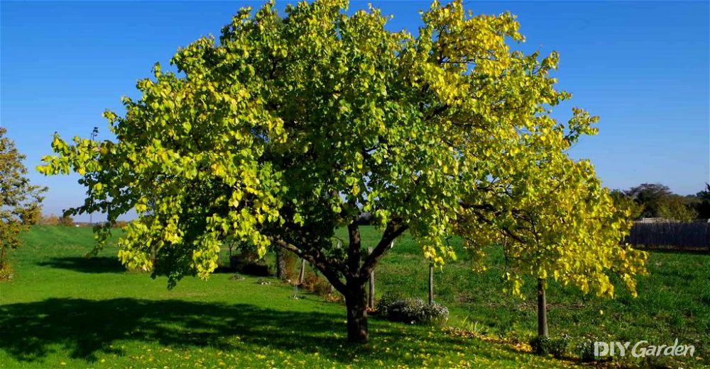 33 Best Trees For Small Gardens That Won't Limit Your Outdoor Space