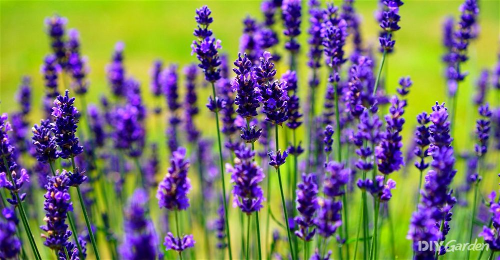 How to Grow Lavender (2026 Propagation & Care Guide)