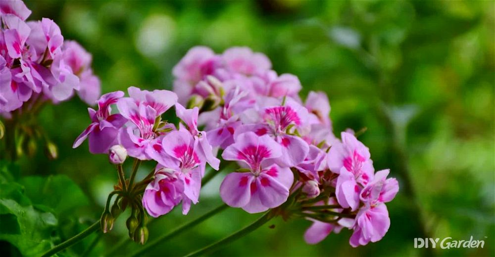 How to Grow Pelargoniums (2026 Geranium Care Guide)