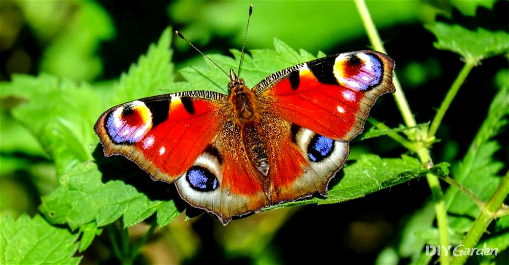 Ultimate Guide to Butterflies & How to Prevent Their Decline