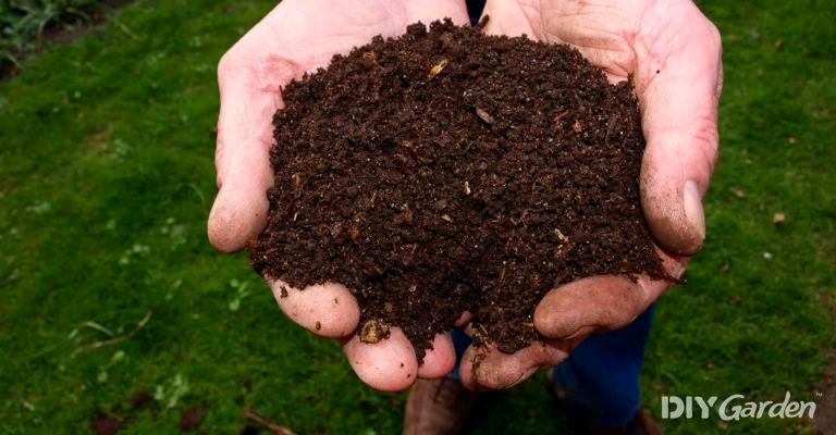 Ericaceous Compost: What Is It + When to Use It (2025 Guide)