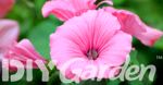 How to Grow Lavatera (2025 Tree Mallow Care Guide)
