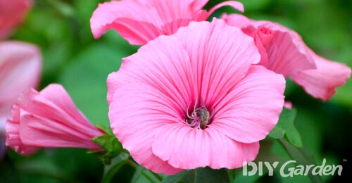 How to Grow Lavatera (2026 Tree Mallow Care Guide)