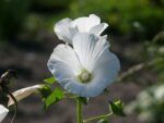 How to Grow Lavatera (2025 Tree Mallow Care Guide)