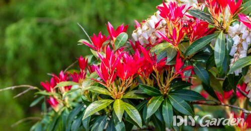 How to Grow Pieris (2026 Forest Flame Care Guide)