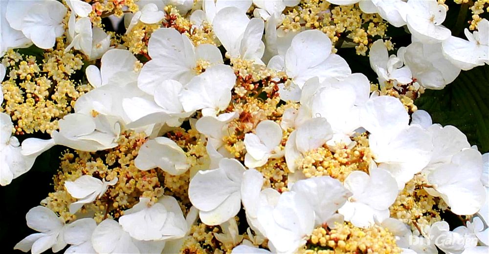 How to Grow Climbing Hydrangeas (2026 Care Guide + Tips)