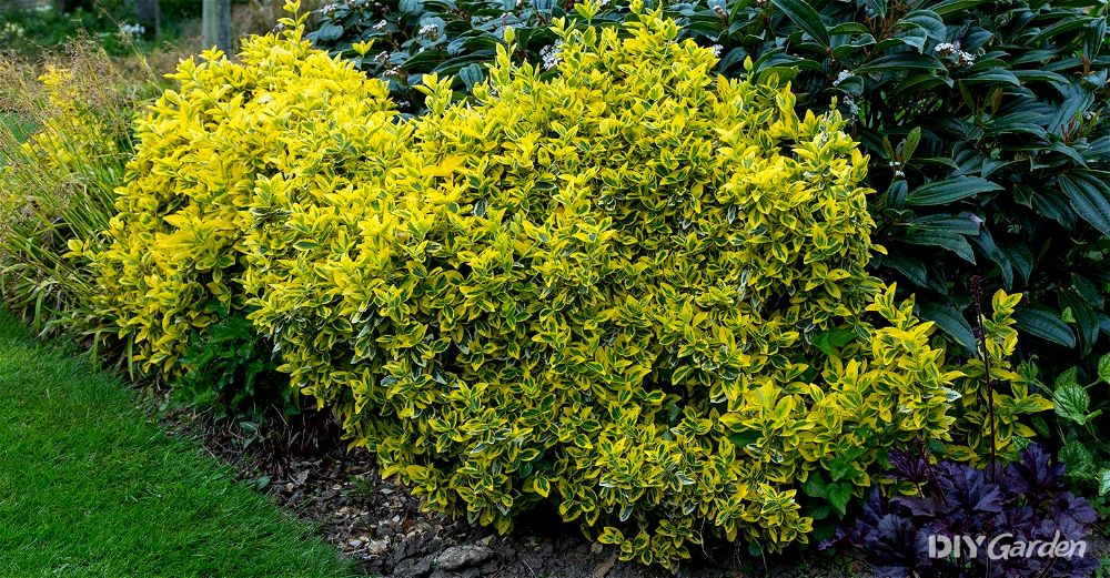 How to Grow Euonymus (2026 Spindle Tree Care Guide)