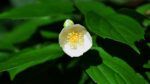 How to Grow Philadelphus (2026 Mock Orange Care Guide)