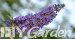 How to Grow Buddleia (2025 Butterfly Bush Care Guide)
