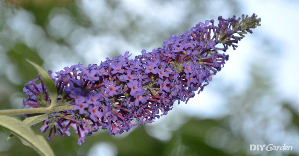 How to Grow Buddleia (2025 Butterfly Bush Care Guide)