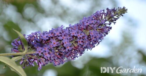How to Grow Buddleia (2025 Butterfly Bush Care Guide)