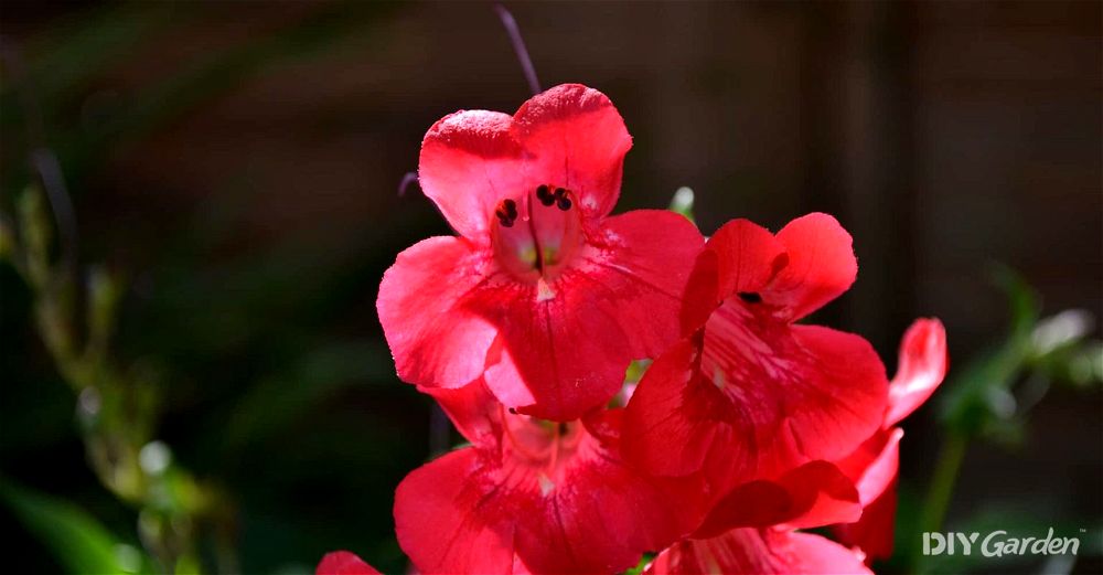 How to Grow Penstemon (2026 Propagation & Care Guide)