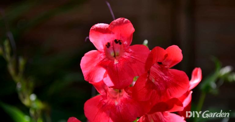 How to Grow Penstemon (2025 Propagation & Care Guide)