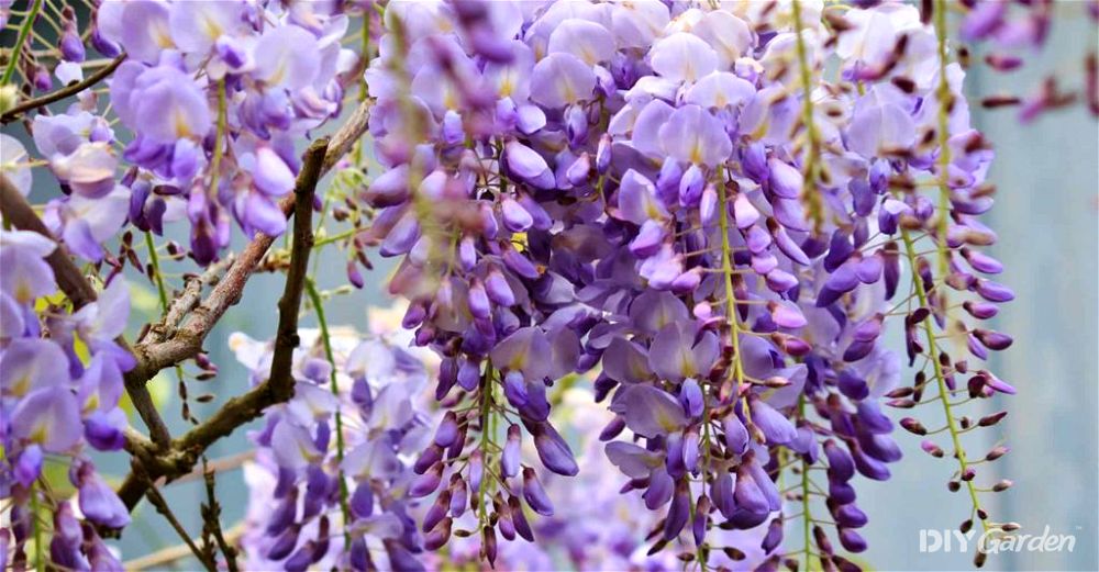 How to Grow Wisteria (2026 Propagation & Care Guide)
