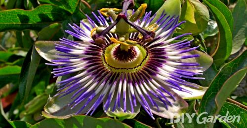How to Grow Passion Flower (2026 Propagation & Care Guide)