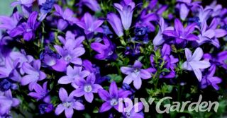 How to Grow Campanula (2025 Bellflower Care Guide)