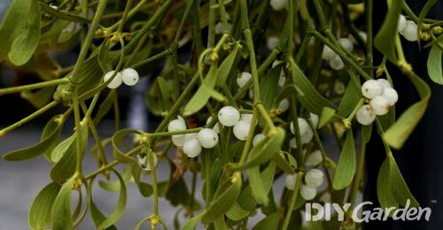 How to Grow Mistletoe For Christmas (2026 Growing Guide)