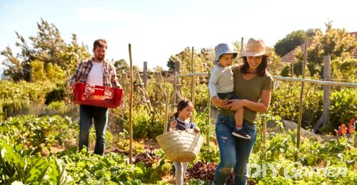 Starting an Allotment: The Ultimate Beginners Guide (2025)