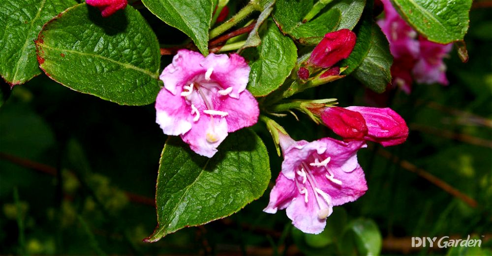 How to Grow Weigela (2025 Propagation & Care Guide)