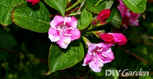 How to Grow Weigela (2025 Propagation & Care Guide)