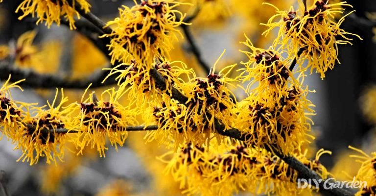 How to Grow Witch Hazel (2025 Hamamelis Care Guide)