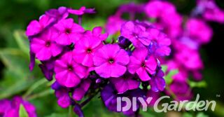 How to Grow Phlox (2025 Propagation & Care Guide)