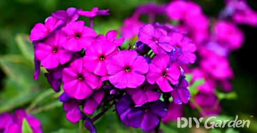 How to Grow Phlox (2025 Propagation & Care Guide)
