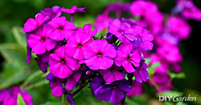 How to Grow Phlox (2025 Propagation & Care Guide)