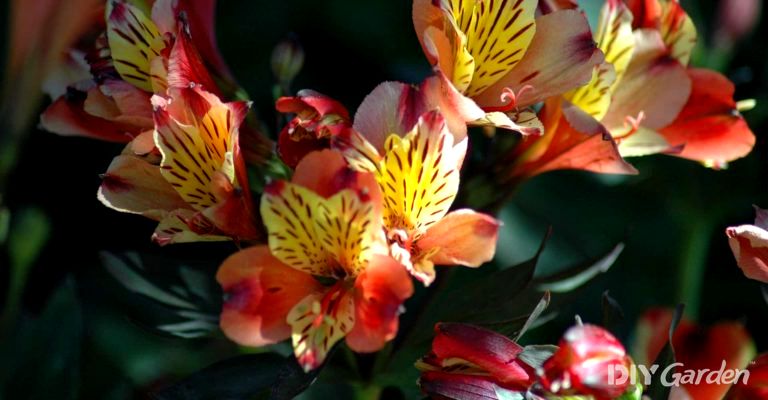 How to Grow Alstroemeria (2025 Propagation & Care Guide)