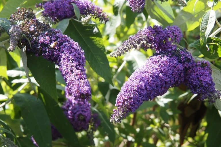 How to Grow Buddleia (2026 Butterfly Bush Care Guide)