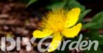 How to Grow Hypericum (2025 Propagation & Care Guide)
