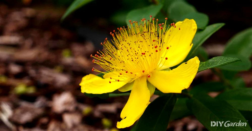 How to Grow Hypericum (2025 Propagation & Care Guide)