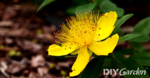 How to Grow Hypericum (2025 Propagation & Care Guide)