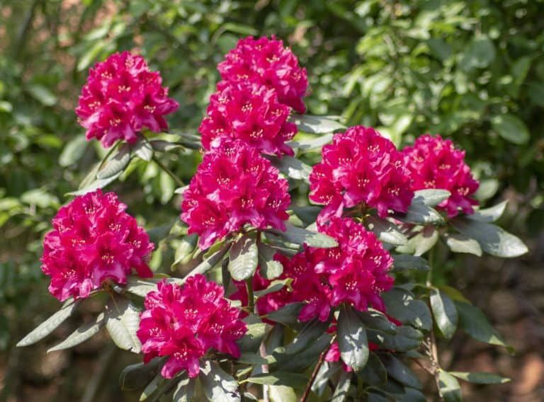 How to Grow Rhododendron (2025 Propagation & Care Guide)