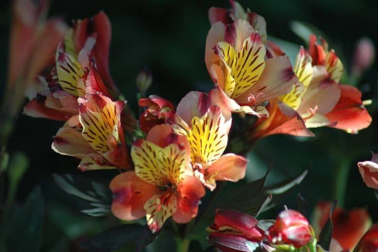 How to Grow Alstroemeria (2026 Propagation & Care Guide)