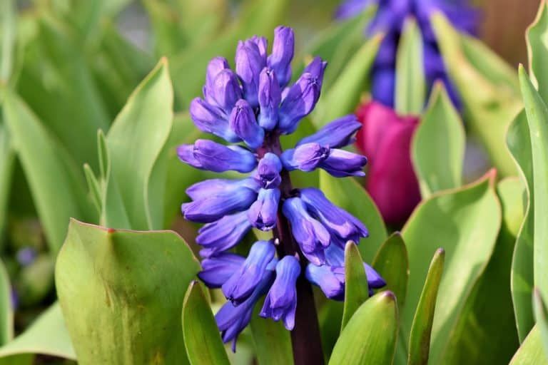 How to Grow Hyacinth (2026 Propagation & Care Guide)