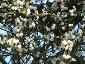 How to Grow Mistletoe For Christmas (2026 Growing Guide)