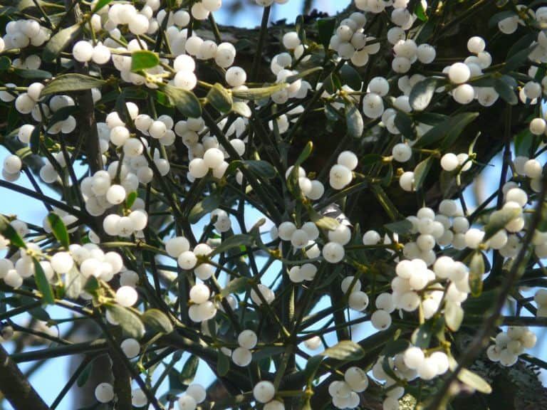 How to Grow Mistletoe For Christmas (2026 Growing Guide)