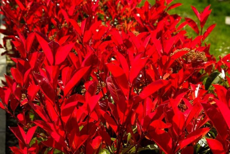 How to Grow Red Robin (2026 Photinia Care Guide)