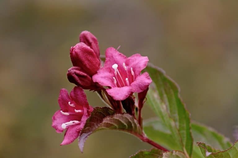 How to Grow Weigela (2025 Propagation & Care Guide)