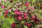 How to Grow Weigela (2026 Propagation & Care Guide)