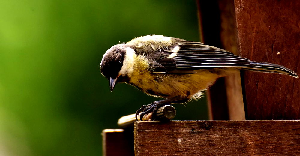 How to Build a Bird Table (10 Step Guide with Pictures)