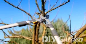 10 Best Garden Loppers for Trees & Branches (2024 Review UK)