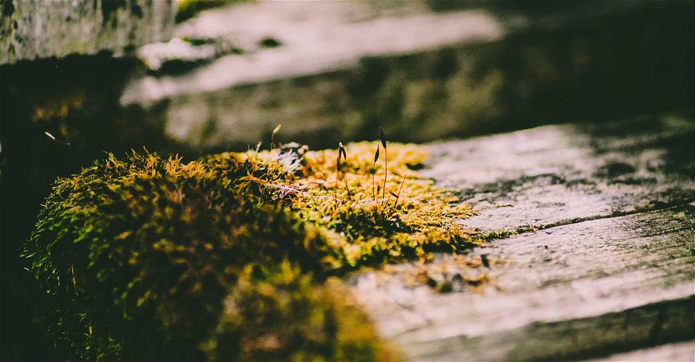 8 Best Moss Killers (For Lawns, Driveways, Roofs & Paving)