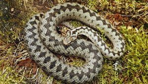 The Ultimate Guide To Grass Snakes | DIY Garden