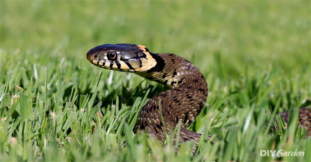 The Ultimate Guide To Grass Snakes | DIY Garden