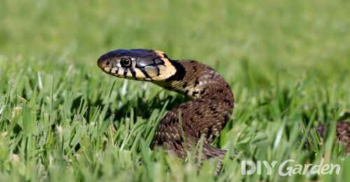 The Ultimate Guide To Grass Snakes | DIY Garden