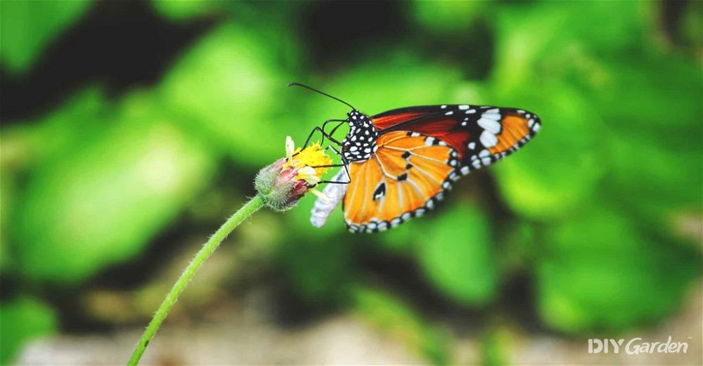 6 Ways You & Your Kids Can Save Endangered Insects! | DIY Garden