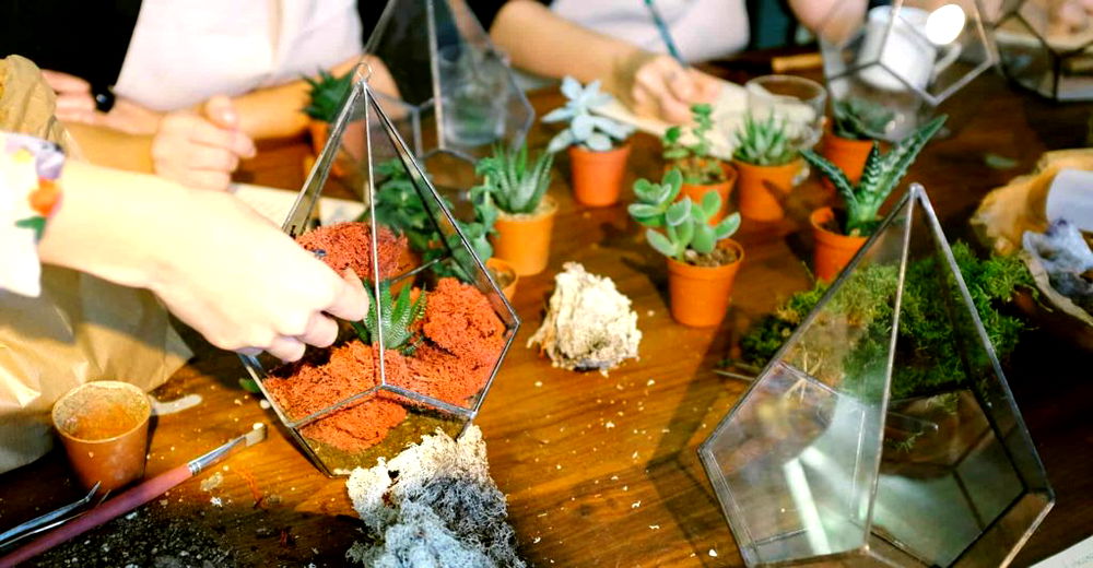 Starting an Allotment: The Ultimate Beginners Guide (2022)